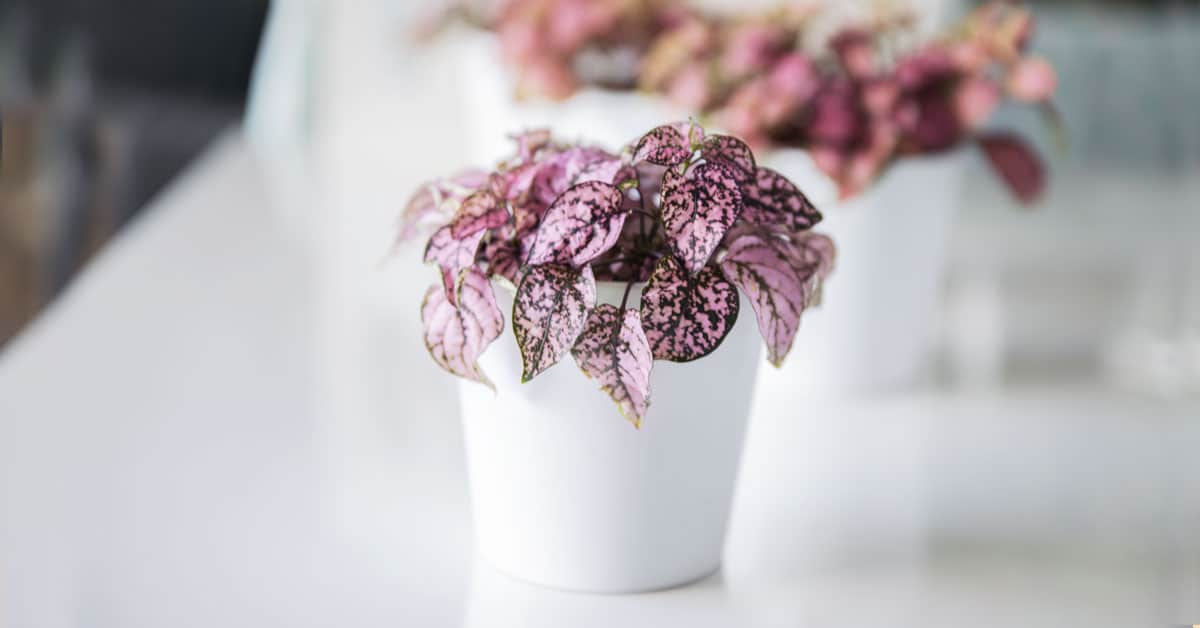 10 plantes roses qui vont faire buzzer votre intérieur - ELLE.be