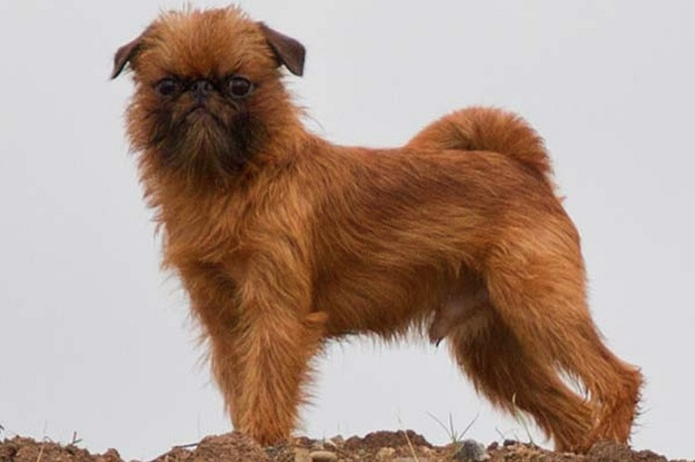 Dit is Belgisch: de 10 coolste dieren van eigen bodem - ELLE.be