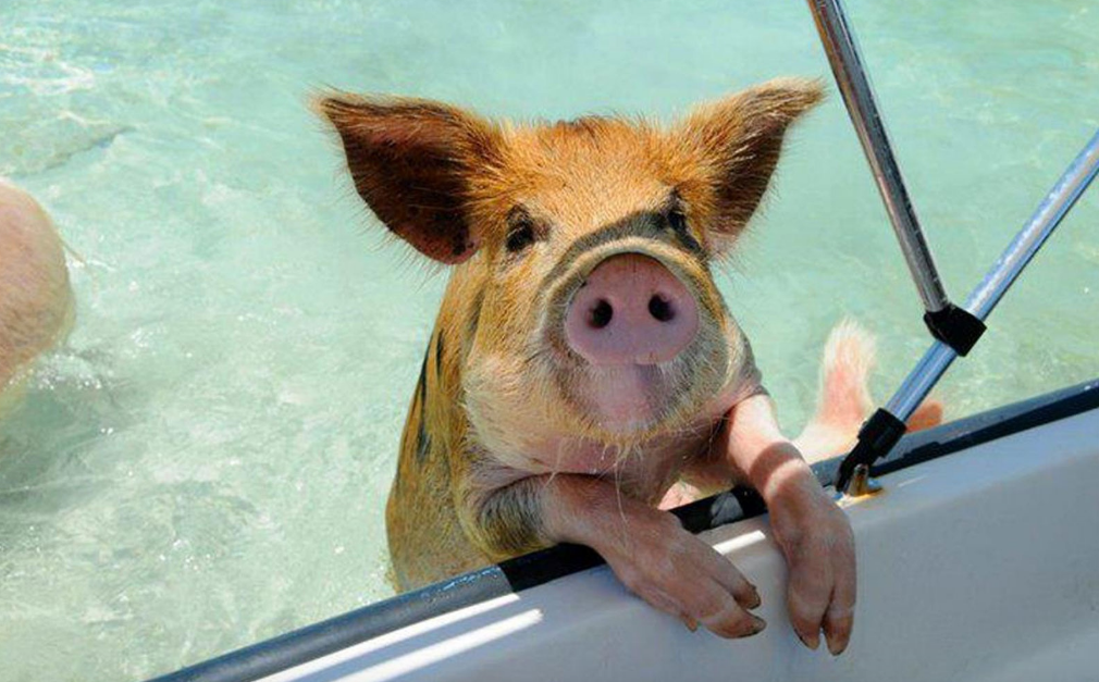 Vakantietrend: zwemmen met varkens - ELLE.be