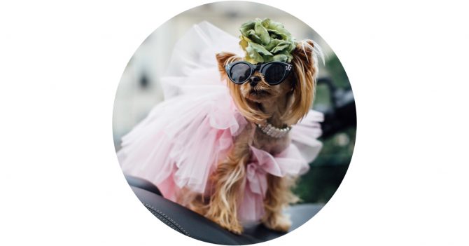 Vergeet it-bags, hier zijn de fashion dogs! - ELLE.be