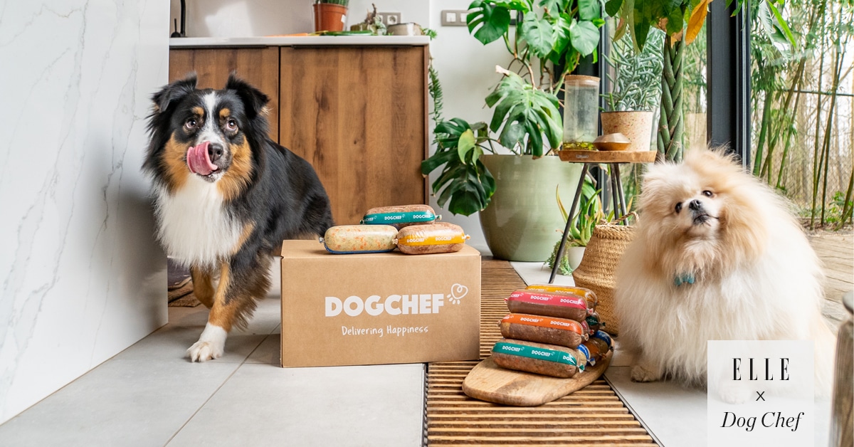 Dog Chef : vers en natuurlijk hondenmaaltijden, aan huis geleverd ...