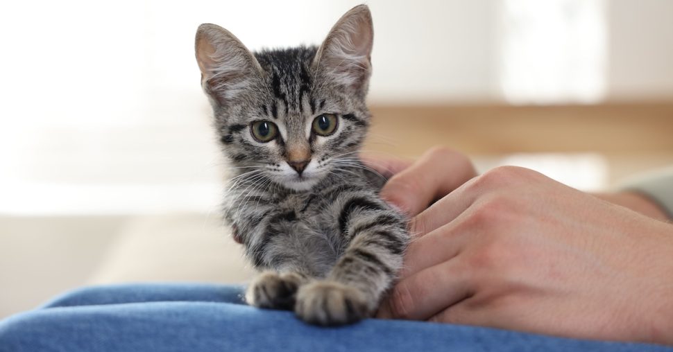 De 7 beste merken kittenbrokken om in 2026 te kiezen - ELLE.be